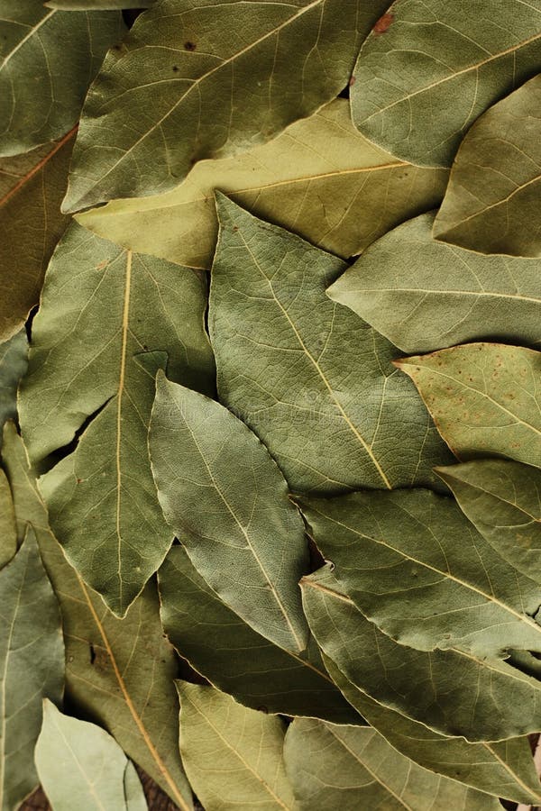 Green Bay Leaf on the Table Macro Stock Photo - Image of green, macro ...