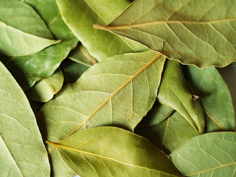 Green bay leaves stock image. Image of close, plant, cook - 3024819