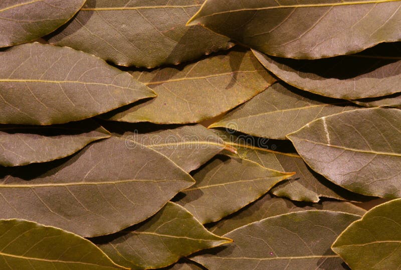 Green Bay Leaves Like Background Stock Image - Image of cooking, candid ...