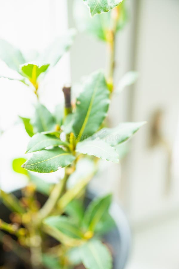 Green Bay Tree Growing in the Pot Stock Image - Image of leaf, home ...