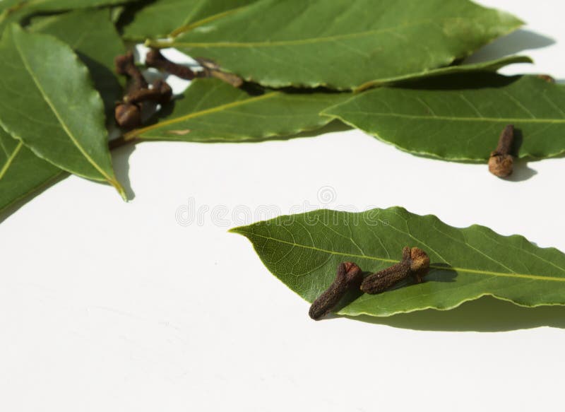 Green Bay Tree Leaves Carnation White Background Stock Photos - Free ...
