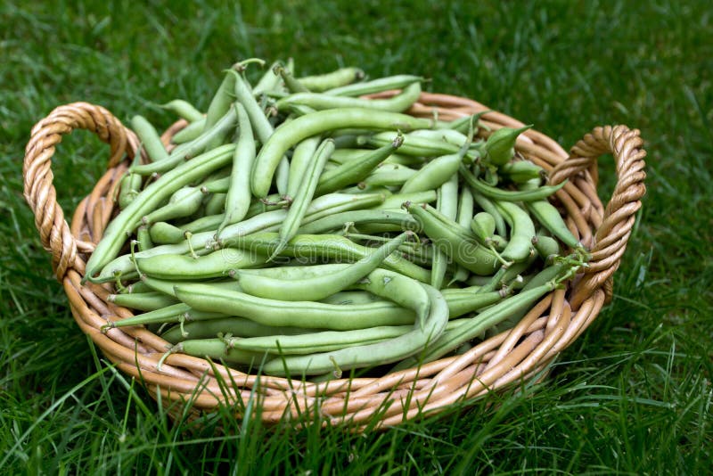 Green Bean Basket stock image. Image of bushel, vegetable - 51185749