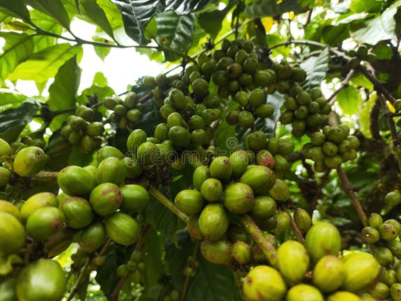 Green Bean Coffee Robusta Garden Stock Image - Image of produce, flower ...