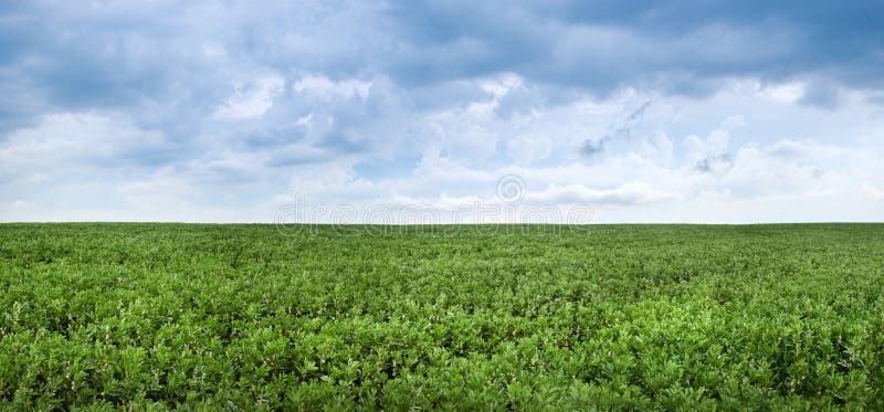 Green Bean Close-up with Dark Stormy Sky with Clouds Stock Photo ...