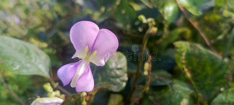 Green bean flower stock image. Image of flower, nature - 365553077