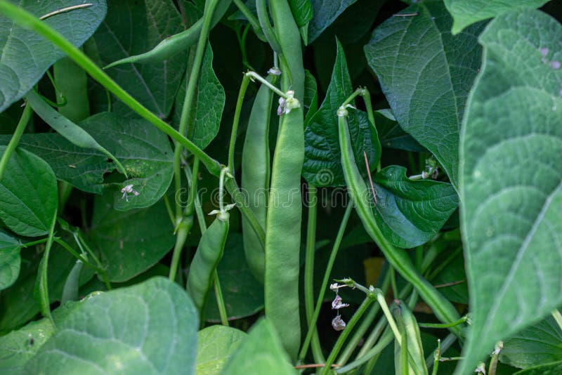 Green bean in a garden stock image. Image of branch - 257961621
