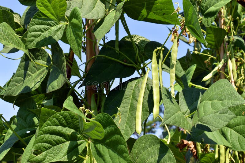 Green Bean Pods in a Vegetable Garden Stock Photo - Image of pods, diet ...