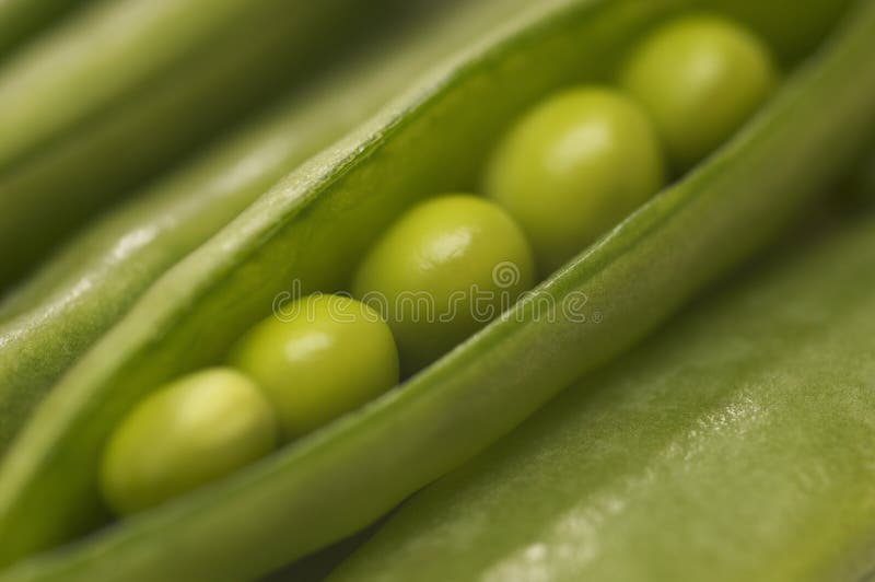 Green Bean s Pod stock image. Image of nutrition, vitamin - 29661581