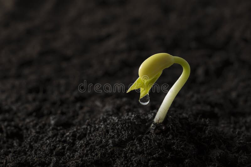 Green Bean Seed Growing Out from Soil Stock Photo - Image of growing ...