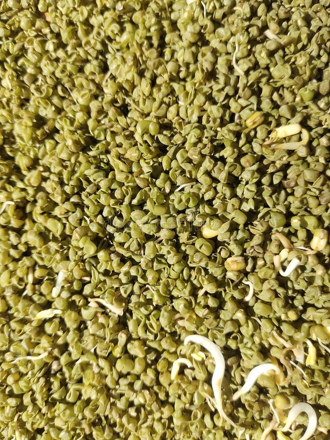 Green Bean Shells are Usually Used To Fill Bolster Pillows Stock Image ...