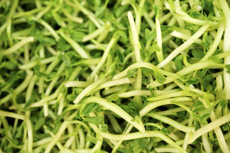 Green Bean Sprouts stock photo. Image of isolated, earth - 23364924