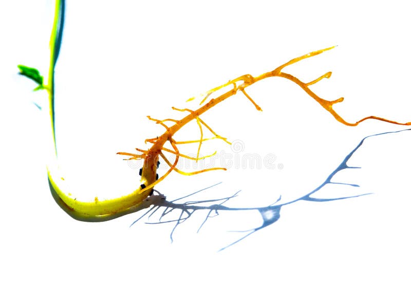 The Green Bean Tree`s Root with Brightly Tone Photography, Isolated on ...