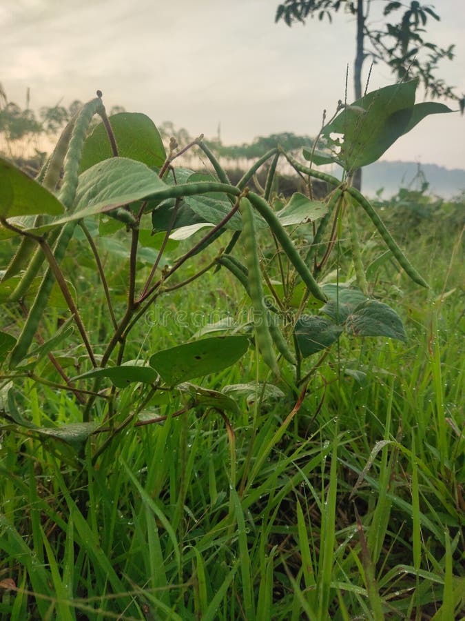 Green Bean Tree in an Unkempt Field Stock Image - Image of unkempt ...