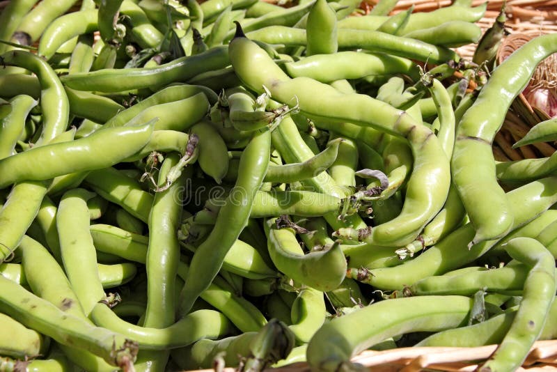 Green Beans stock image. Image of food, bunch, organic - 19943943
