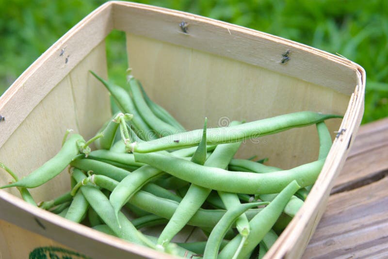 Green Beans in basket stock photo. Image of picked, fresh - 7997758