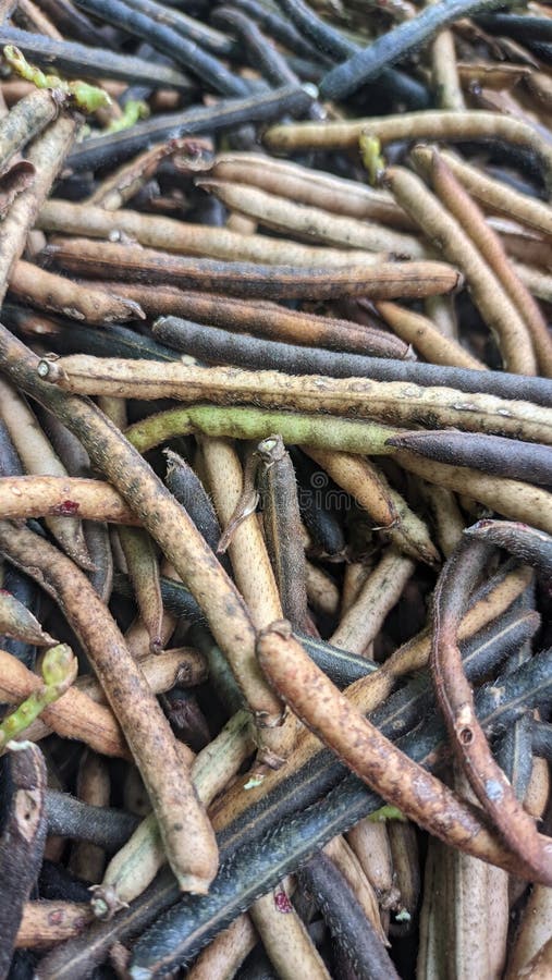 Green Beans Can Be Processed into Various Processed Variants Stock ...