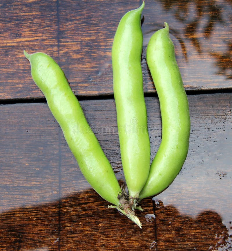 Faber beans stock image. Image of cereal, harvest, healthy - 25251073
