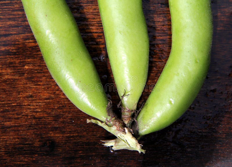 Faber beans stock image. Image of cereal, harvest, healthy - 25251073