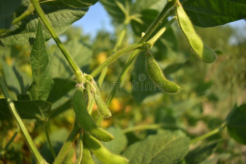 Green Beans Grow in the Field. Stock Image - Image of bean, agriculture ...