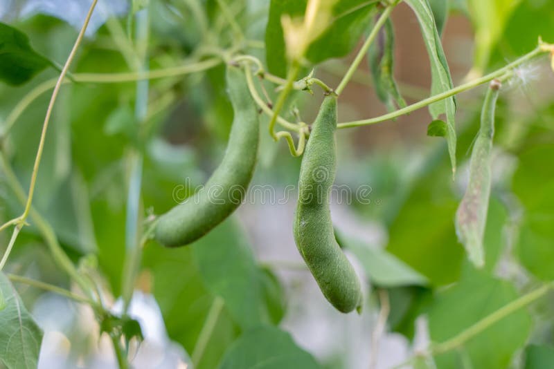 Green Beans Grow on the Plant in Summer, Bean Pods Stock Photo - Image ...