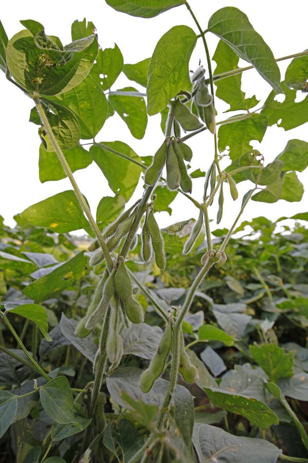 Green Beans Grow in the Wild Stock Image - Image of preparation, green ...