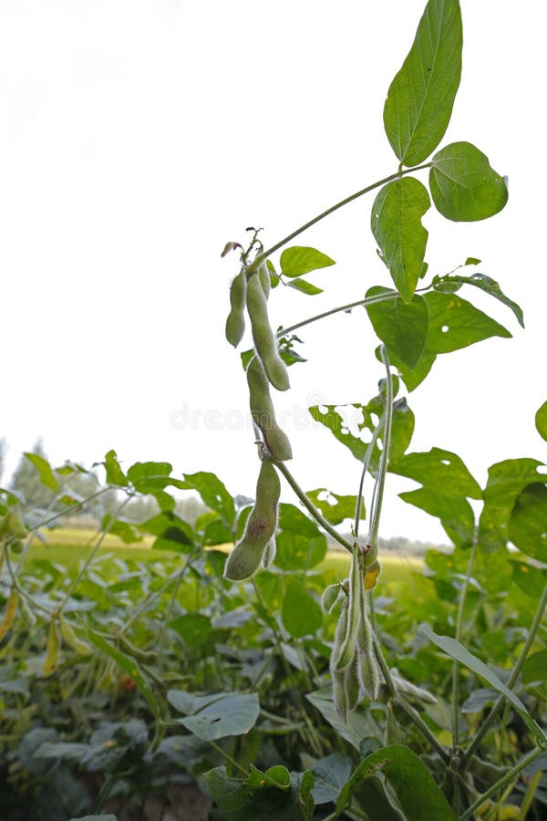 Green Beans Grow in the Wild Stock Photo - Image of production, natural ...