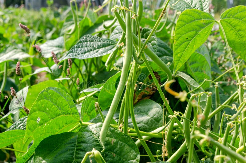 Green Beans Growing in the Greenhouse Stock Image - Image of greenhouse ...