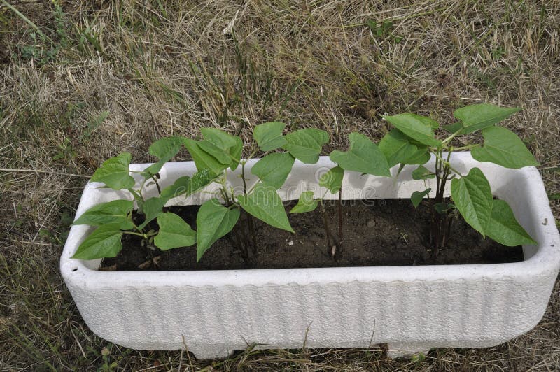 Green Beans Growing in a Tray Stock Image - Image of environment ...