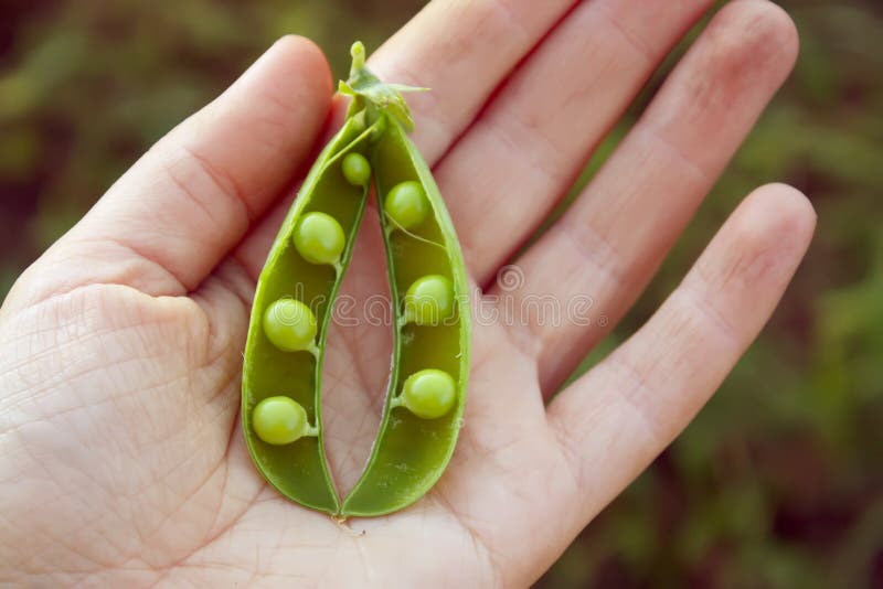 Green Beans in Hand of a Child Stock Photo - Image of field, child ...