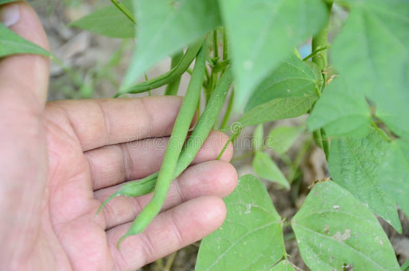 The Green Beans with Hand and Plant in the Farm Stock Photo - Image of ...