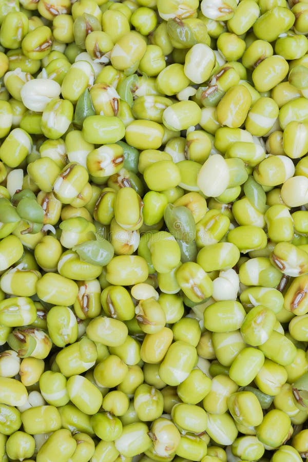 Green beans seed stock image. Image of white, organic - 69972133