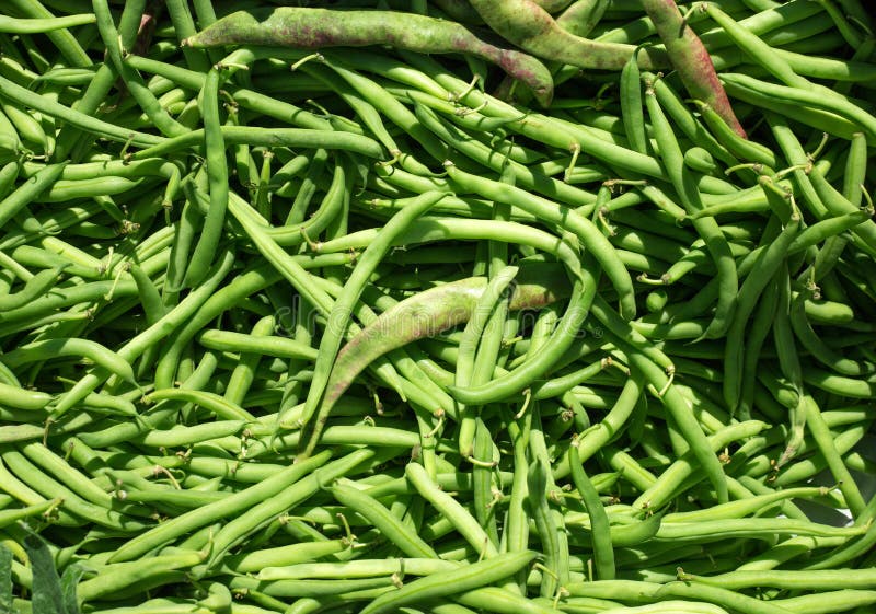 Green Beans in Sunny Outdoor in Mediterranean Stock Photo - Image of ...