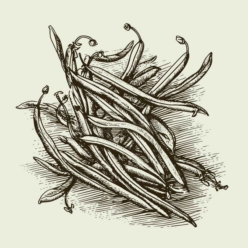 Green Beans Hand-drawn Illustration. Green Beans. Vector Doodle Style ...