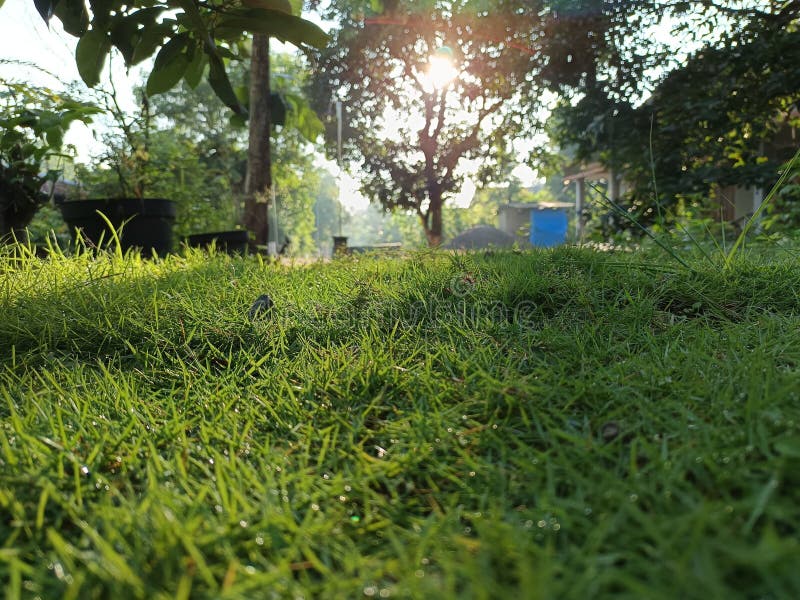 Grass Top View, Seamless Texture Stock Photo - Image of park, seamless ...