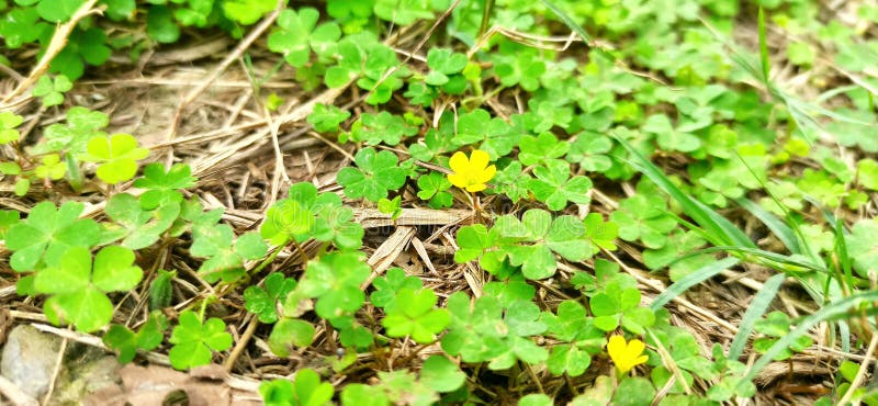 Clofer Leaf Stock Photos - Free & Royalty-Free Stock Photos from Dreamstime