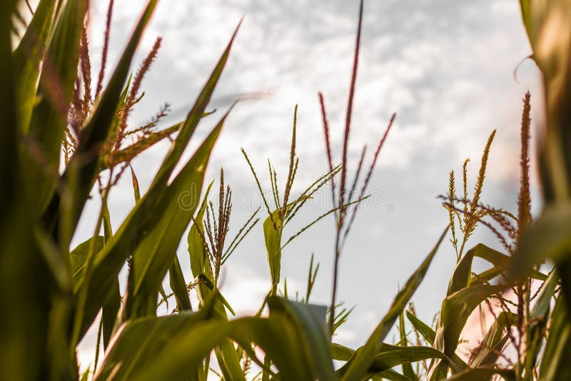 Green Beautiful Corn Close-up Stock Photo - Image of feed, grow: 174103130