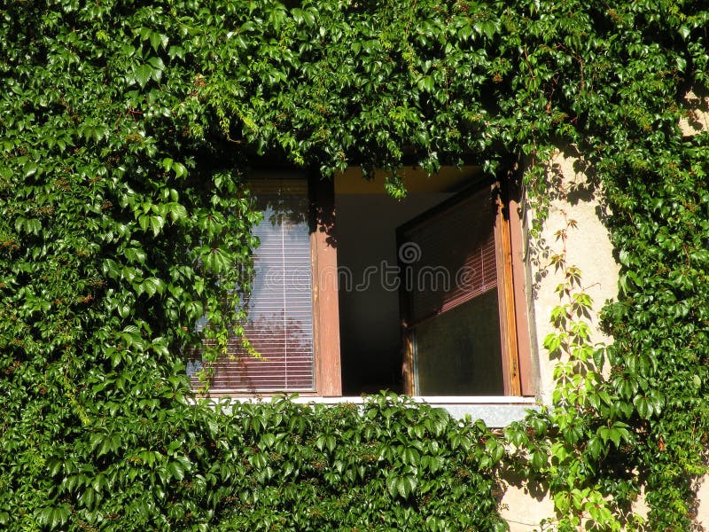 A Beautiful Creeper Plant Arch. Stock Image - Image of idyllic ...
