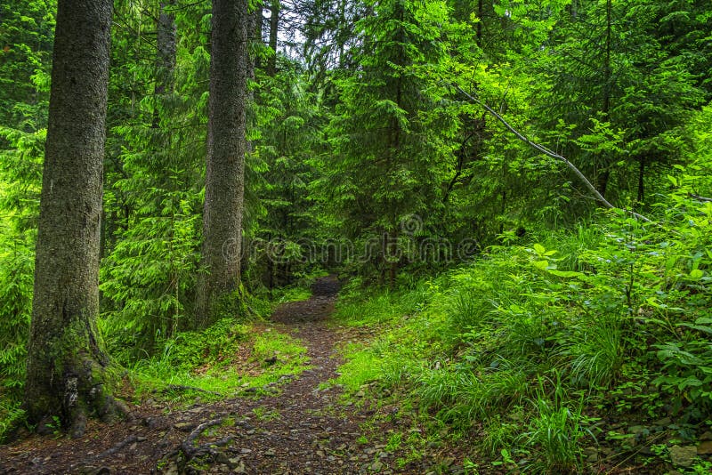 Green Beautiful Forest after Rain. Stock Image - Image of landscape ...