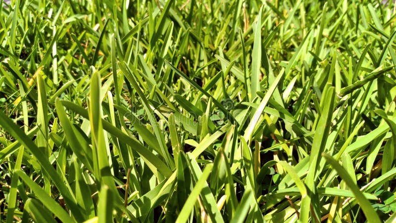 Green and Beautiful Grass. this Grass is Planted in the Yard Stock ...