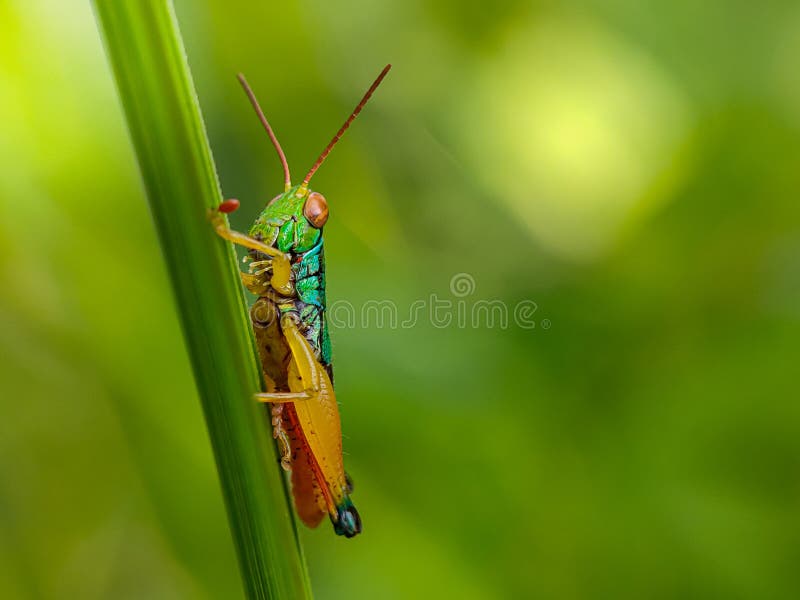 Green Beautiful Grasshopper Stock Image - Image of grasshopper, color ...