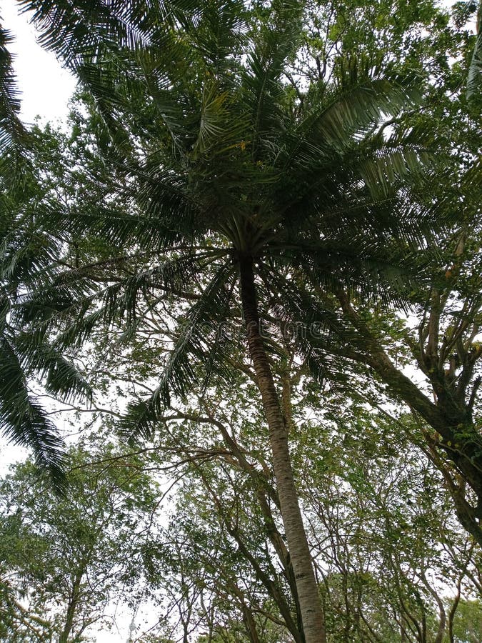 Green and Beautiful Jungle Trees Taken on the Beach? Stock Photo ...