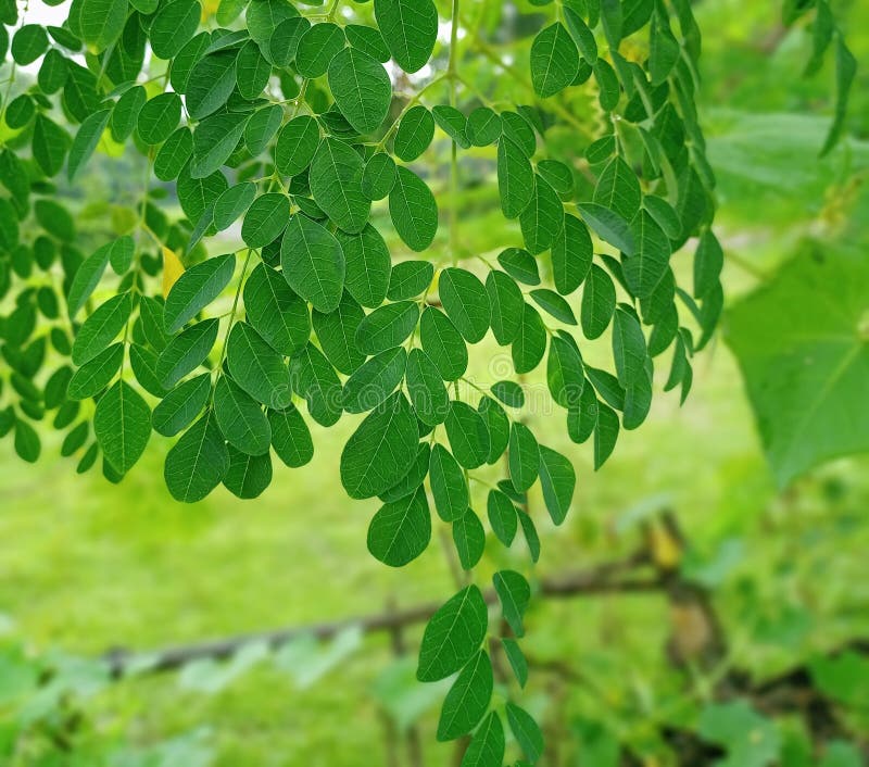 The Green Beautiful Leaves of Moringa Tree Stock Image - Image of green ...