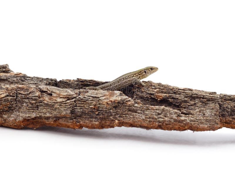 Green Beautiful Lizard on the Bark Stock Image - Image of iguana ...