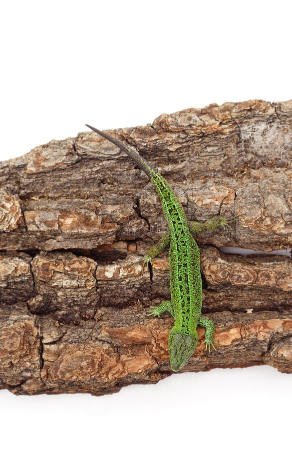Green Beautiful Lizard on the Bark Stock Photo - Image of tail ...