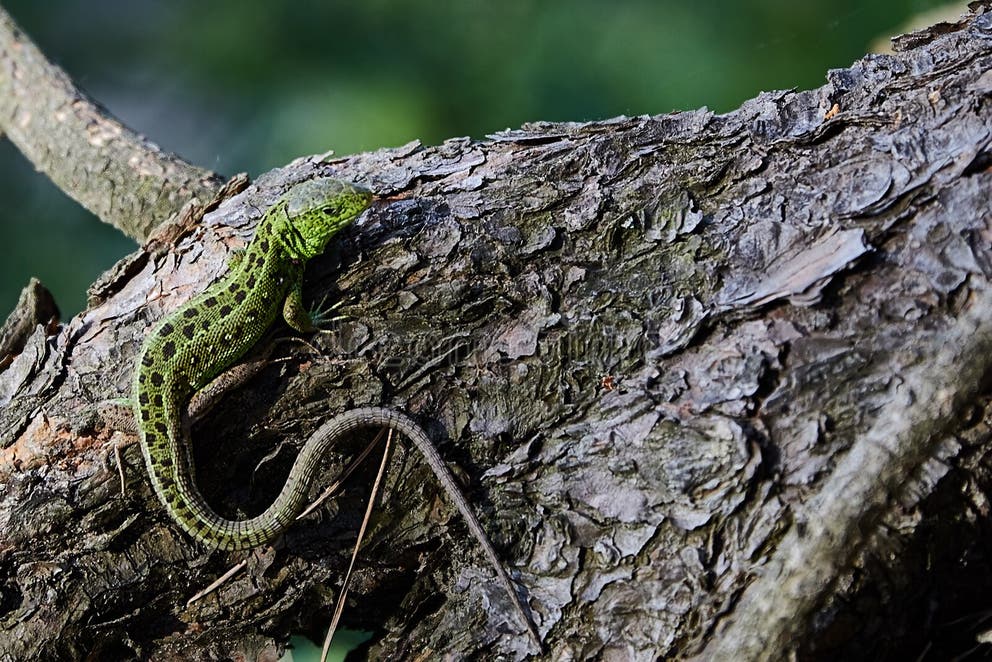 Green Beautiful Lizard Sits on the Root of a Pine, Closeup. Stock Photo ...