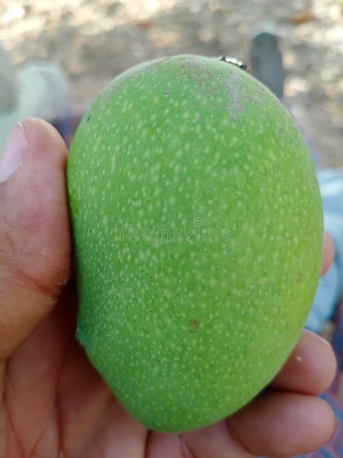 Green Beautiful Mango Session Coming Soon Stock Image - Image of ...