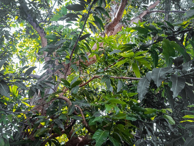 A Green and Beautiful Mango Tree Stock Photo - Image of fresh, sweet ...