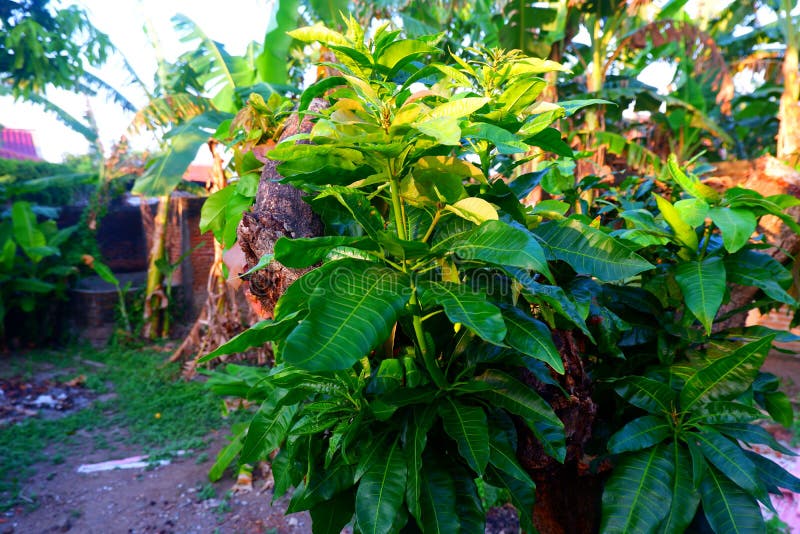 Green and Beautiful Mango Tree Leaves in the Yard Editorial Stock Image ...