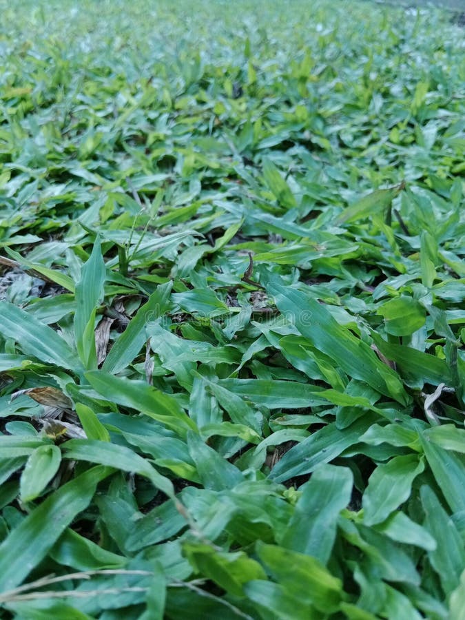 Mini Elephant Grass or Axonopus Compressus. this Grass is Often Used As ...