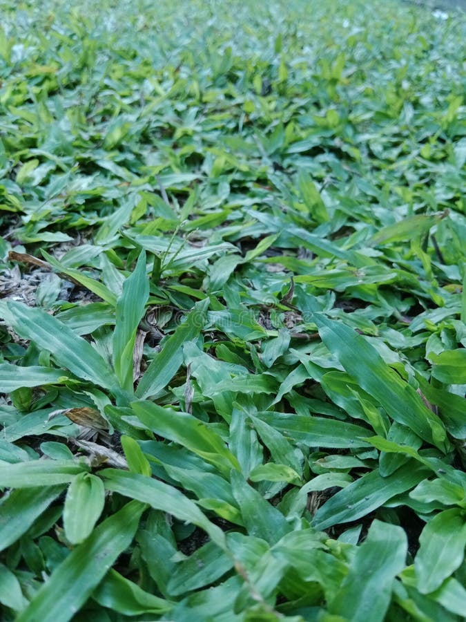 Mini Elephant Grass or Axonopus Compressus. this Grass is Often Used As ...